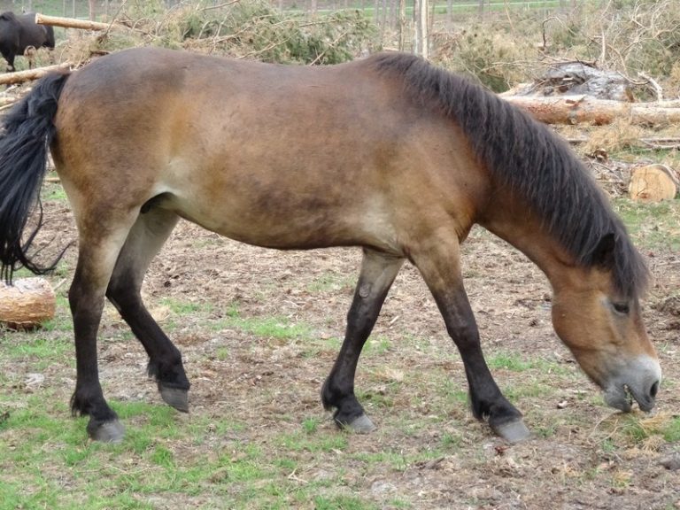 Auf dem A3 durch die Wistinghauser Senne - Wanderlogbuch