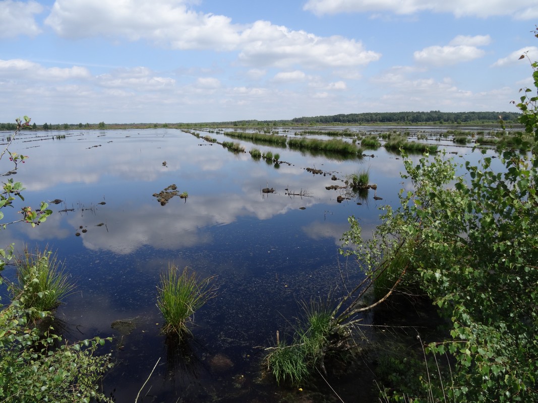 Kleine Wanderung im Südlohner Moor - Wanderlogbuch Kleine Wanderung im Südlohner Moor - Wanderlogbuch